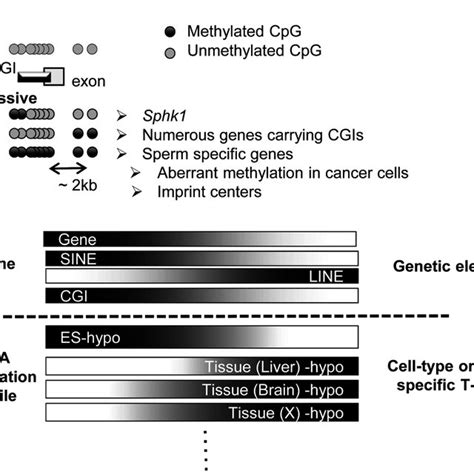 Relations Between Dna Methylation Profile And The Genome A Three