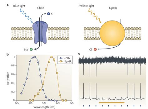 optical stimulation in bidirectional bci sapien labs neuroscience