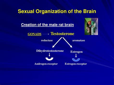 Ppt Sex Determination And Differentiation Powerpoint Presentation