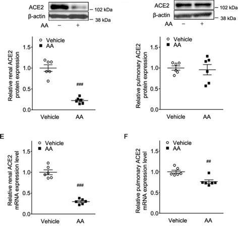 Renal And Pulmonary Ace2 Expression Levels And Plasma Ace2 Activity In