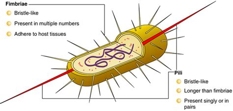 Bacteriology Archives Page 2 Of 8 Biology Ease