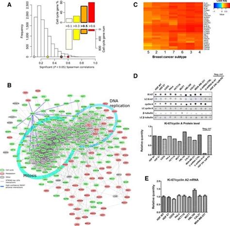 Cell Cycle Regulation Accounts For Variability In Ki 67 Expression