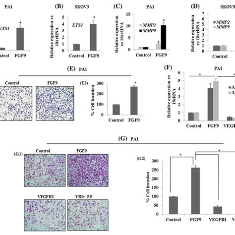 Overview Of Fgfr 1 Signalling Binding Of Fgf Results In Receptor