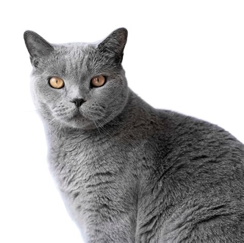 Download Purrfect Feline Friends