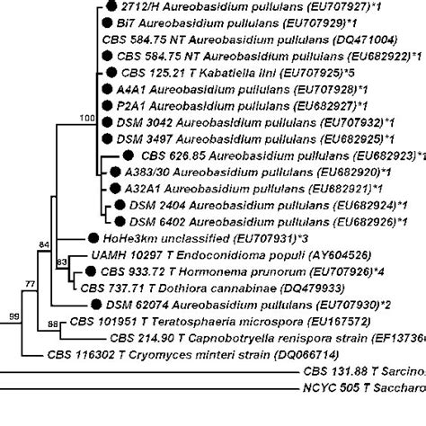 Sds Page Of The Whole Cell Proteins Of The Aureobasidium Pullulans A