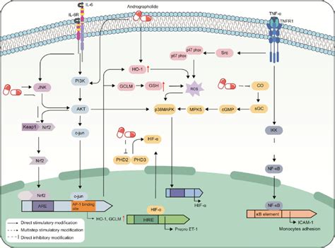 Schematic Representation Of The Main Targets And Signaling Pathways Of