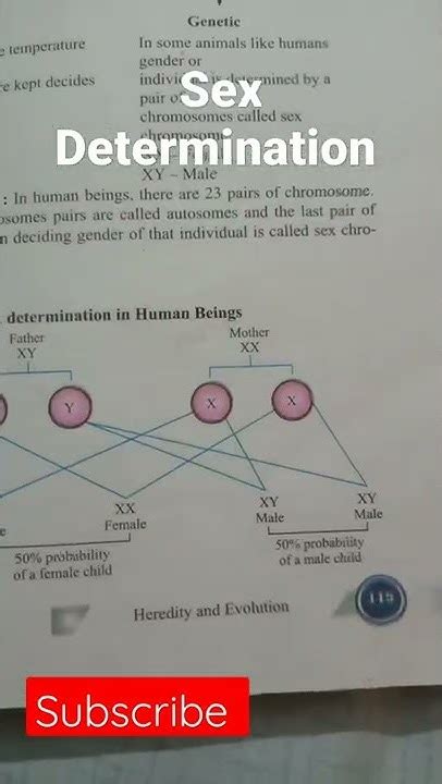 Sex Determination In Human Beings Youtube
