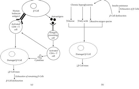 Figure 1 From Herbal Medicines Targeting The Improved β Cell Functions