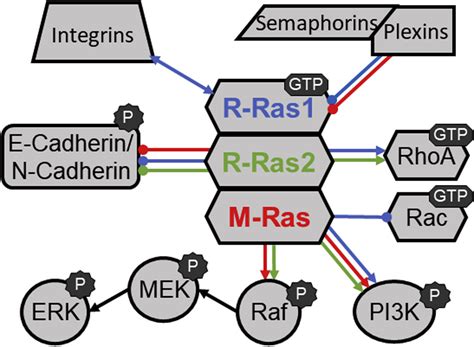 The Role Of R Ras Proteins In Normal And Pathologic Migration And