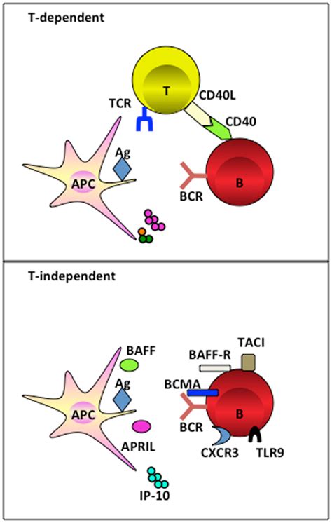 Apc Subsets Induce Ti And Td B Cell Activation Apc Subsets Including