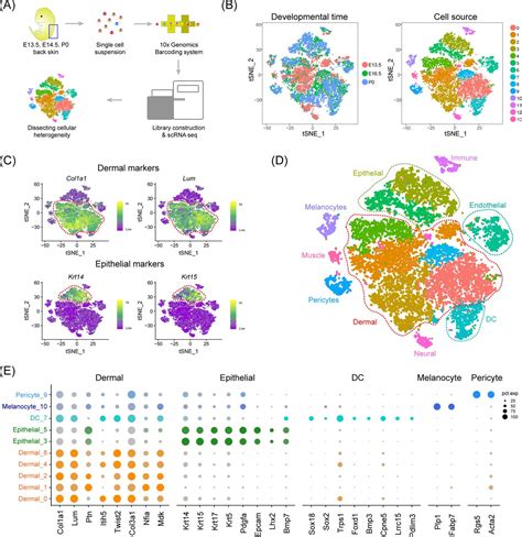 Single Cell Transcriptome Profiling Reveals Dermal And Epithelium Cell