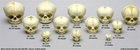 none of your neurones know who you are can ‘skull