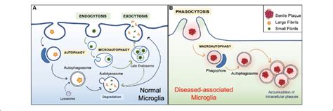 Healthy Vs Diseased Aβ Clearance A Homeostatic Autophagy In The
