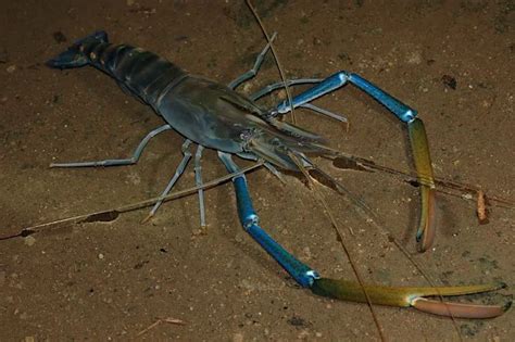 Macrobrachium Rosenbergii Acquariofilia Consapevole