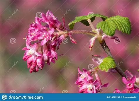 Red Flowering Currant Ribes Sanguineum Flowers Stock Image Image Of