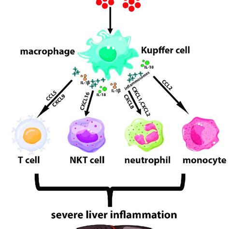 Activation Of Kupffer Cells In Nash Liver Damps Released By Dead