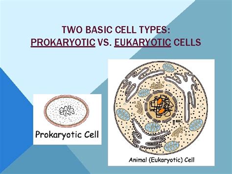 Two Basic Cell Types Prokaryotic Vs Eukaryotic Cells