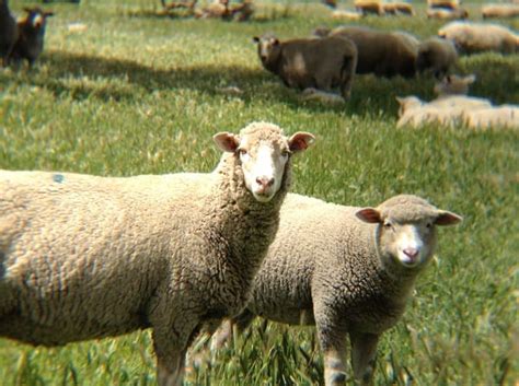 Australian Sheep Flocks Are Producing More Heavier Lamb Sheep Central