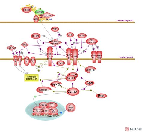 Wnt Signaling Canonical Pathwayrat Genome Database