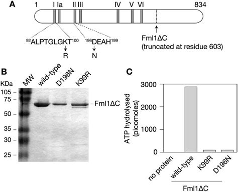 Purification And Atpase Activity Of Wild Type And Mutant Fml1Δcs A