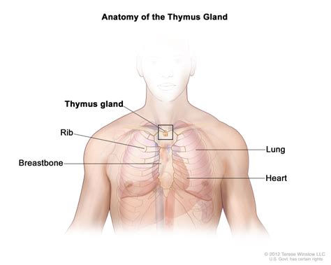 [figure Anatomy Of The Thymus Gland ] Pdq Cancer Information