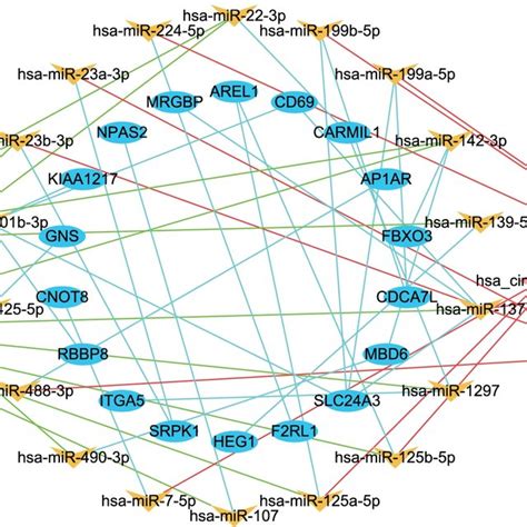 The Lncrna Circrna Mirna Mrna Cerna Regulatory Networks Triangular