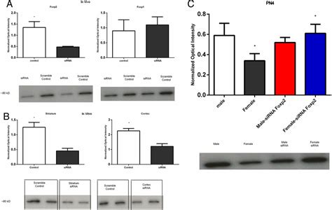 foxp2 mediates sex differences in ultrasonic vocalization by rat pups