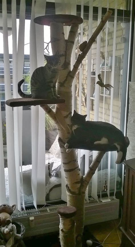 Cat Tree My Homemade Cat Tree My Own Creation Cattree