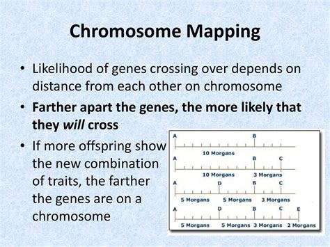 Chapter 12 Inheritance Patterns And Human Genetics Ppt Download