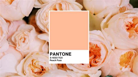 Pantone Color Of The Year Peach Fuzz