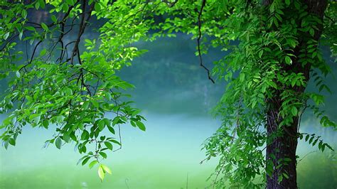 Hd Wallpaper Green Tree Green Leaves Nature Flora Wallpaper Flare