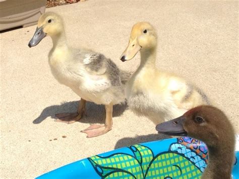 Welsh Harlequin Ducklings Help With Sex And Phase Please Backyard