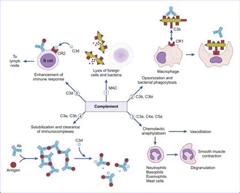 Complement Pathways Types Functions Regulation • Microbe Online