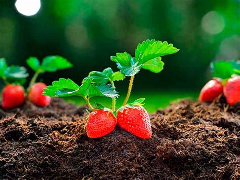 Huerto Urbano Cómo Plantar Fresas En Casa