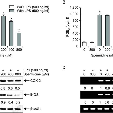 Inhibition Of No And Pge 2 Production By Spermidine In Lps Stimulated
