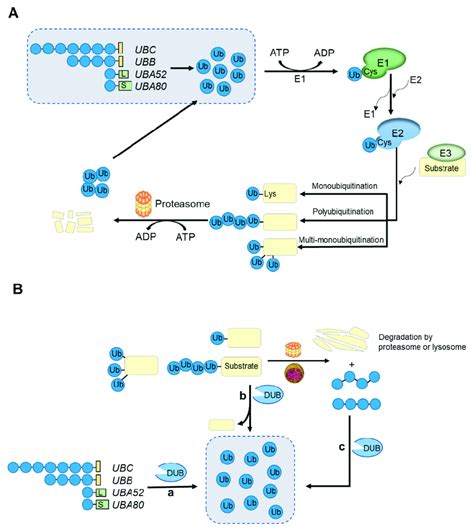 An Overview Of The Ubiquitin Proteasome System And The Roles Of