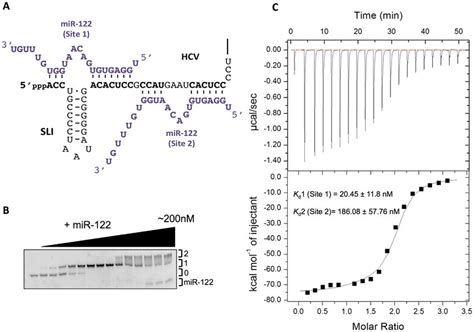 Mir 122 Binds To The Hcv 5 Terminus With A 2 1 Stoichiometry A Model