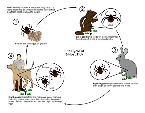 Resources Public Health And Medical Entomology Purdue Biology