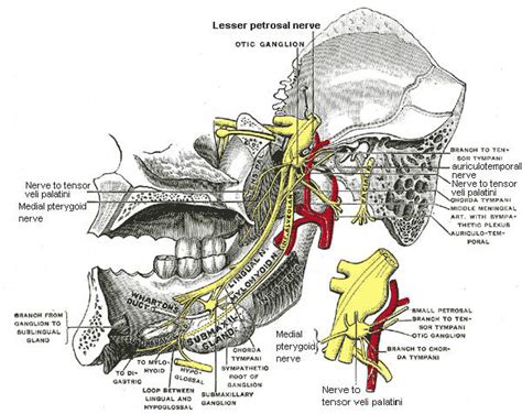 Anterior Division Of Mandibular Nerve Anatomy Mcq