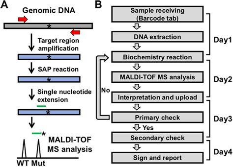 Schematic Presentation Of The Principle Of Mutation Detection By