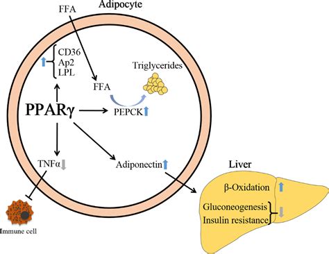 A Role Of Peroxisome Proliferator‐activated Receptor γ In Non‐alcoholic