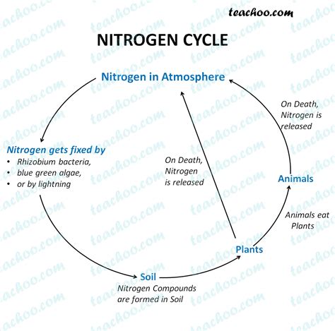 nitrogen cycle diagram with steps explained teachoo concepts