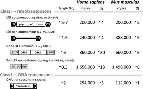 Transposable Elements Overview Of Two Major Classes Of Transposable
