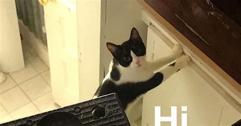Attic Cat Album On Imgur
