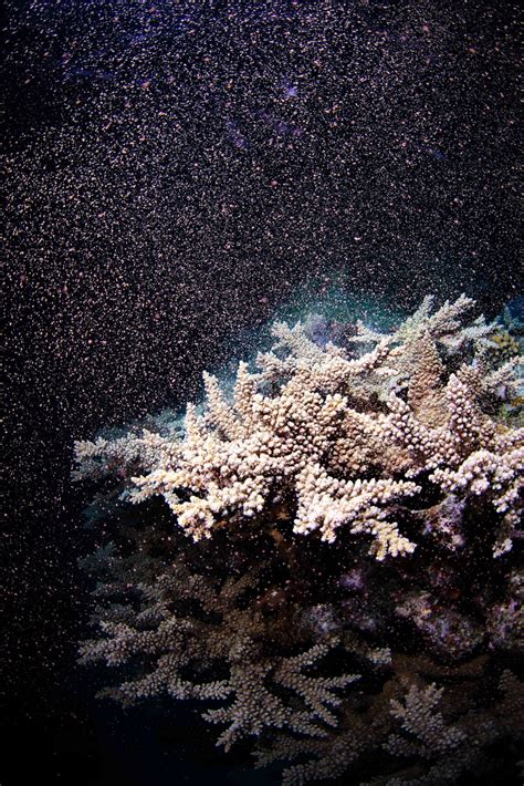 Coral Spawning On The Great Barrier Reef Queensland