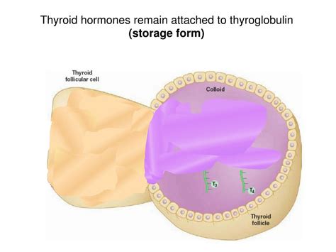 Ppt Thyroid Gland Powerpoint Presentation Free Download Id 1999859