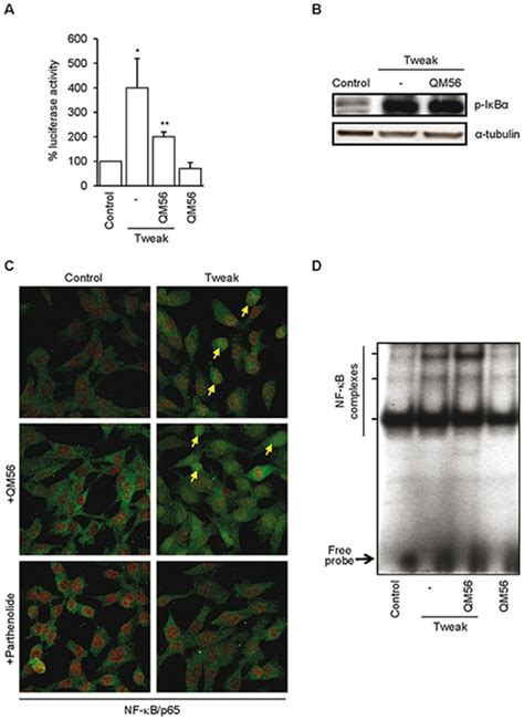 A Tweak Induced Nf κb Transcriptional Activity In Mct Cells Is