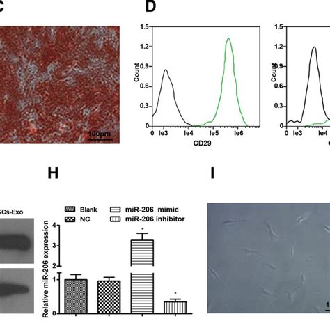Identification Of Bmscs Bmsc‐exos And Osteoblasts A Observation Of