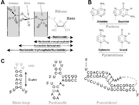 Figure 1 From A Biochemical Portrait Of The Nidovirus Rna Polymerases