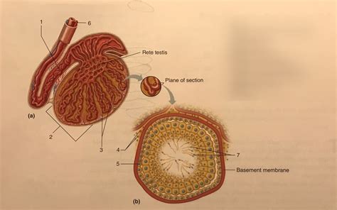 Structure Of The Testis Diagram Quizlet